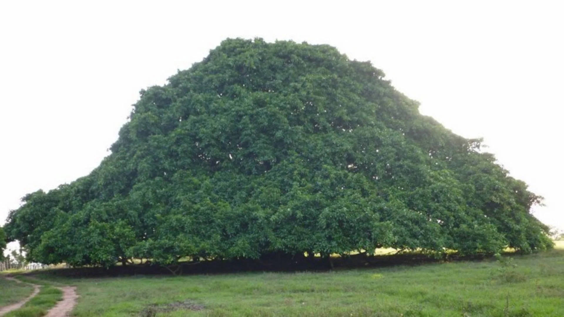 El árbol más grande de Colombia: El gigante de San Marcos, Sucre ...